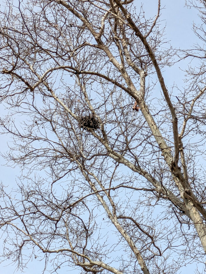 What are Those Clumps in Trees? - Geography Realm