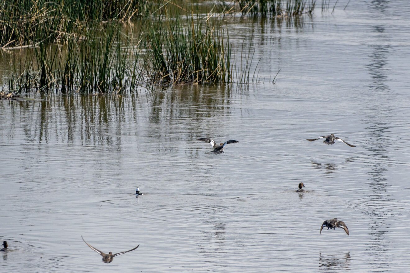 Alviso Slough in the San Francisco Bay - Geography Realm Alviso Slough in the San Francisco Bay - Geography Realm