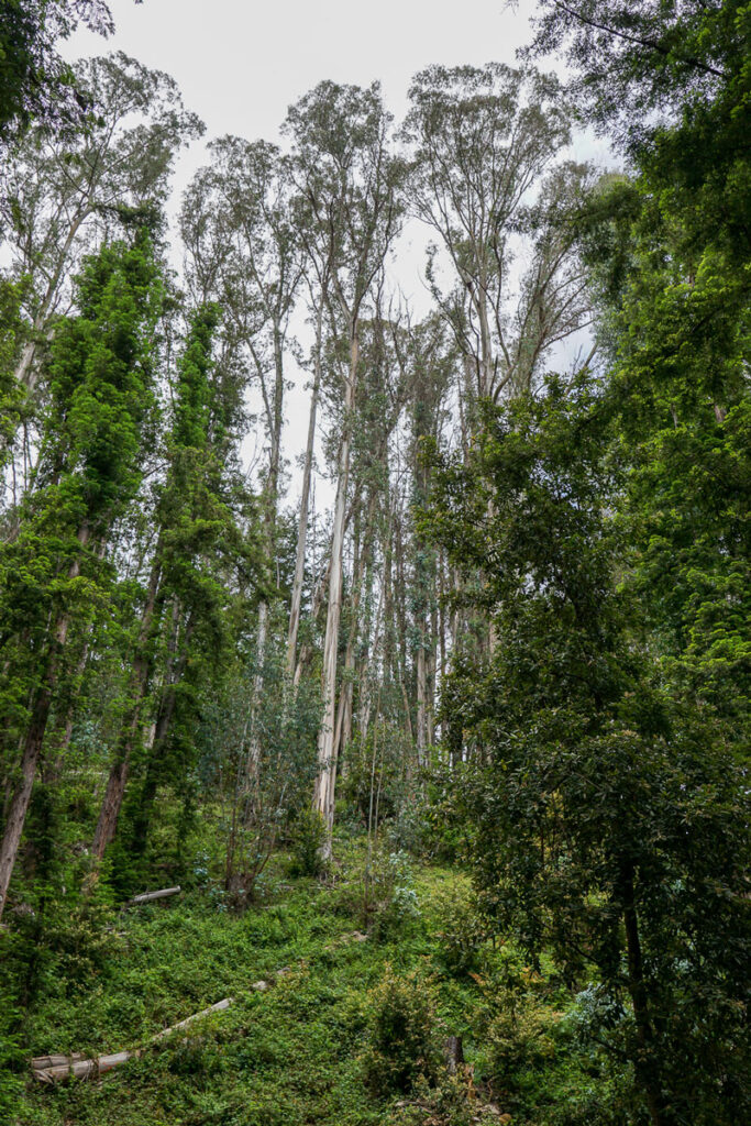 The Role of Secondary Forests in Reducing Atmospheric Carbon ...