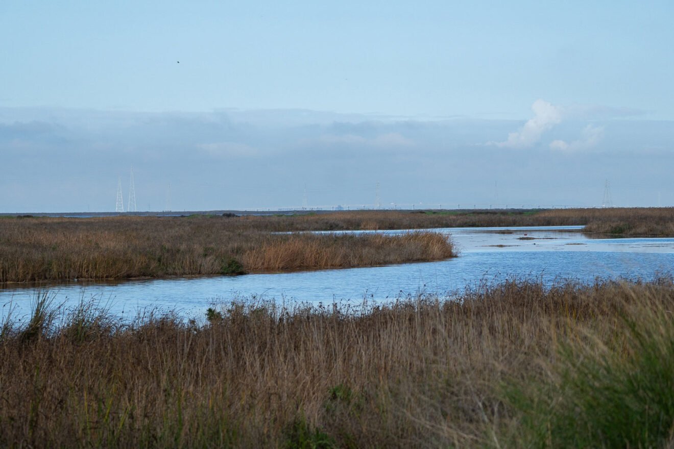 How Sea Level Rise Will Affect Salt Marshes - Geography Realm