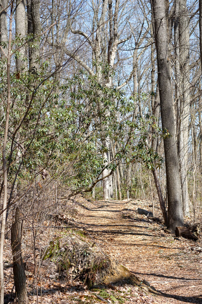 The Role of Secondary Forests in Reducing Atmospheric Carbon ...