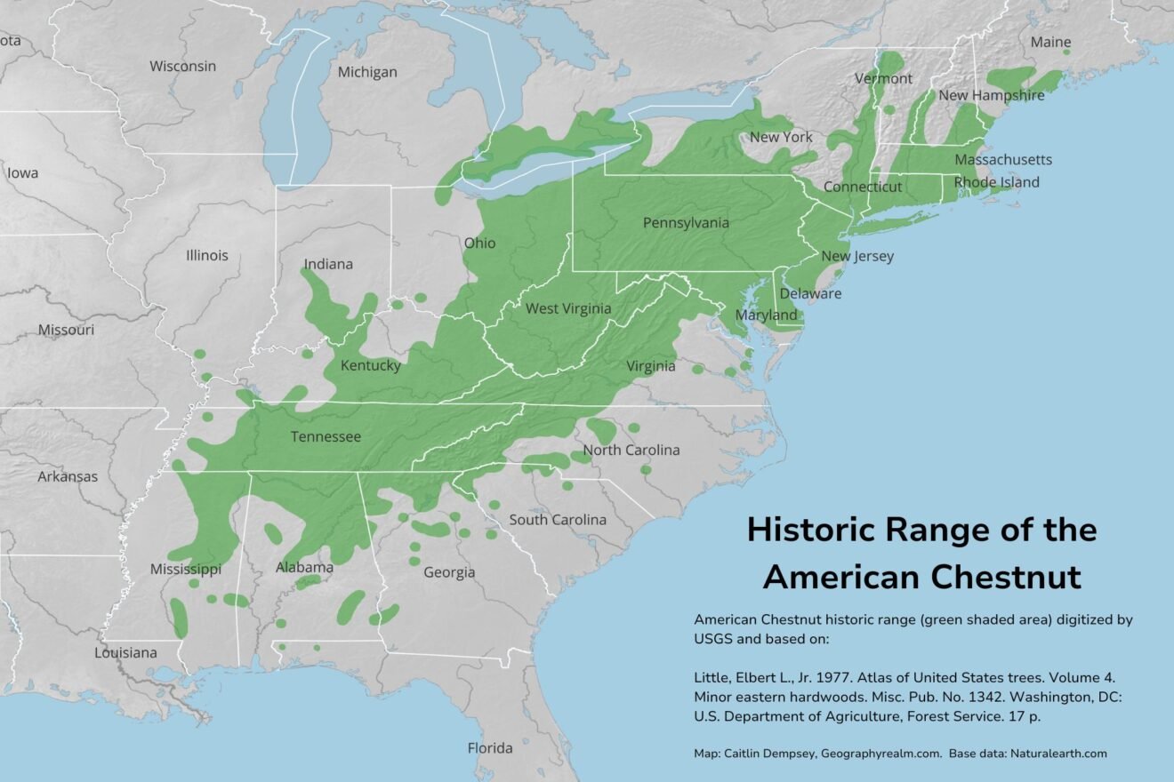 American Chestnut: the Struggle to Save the ‘Redwood of the East ...