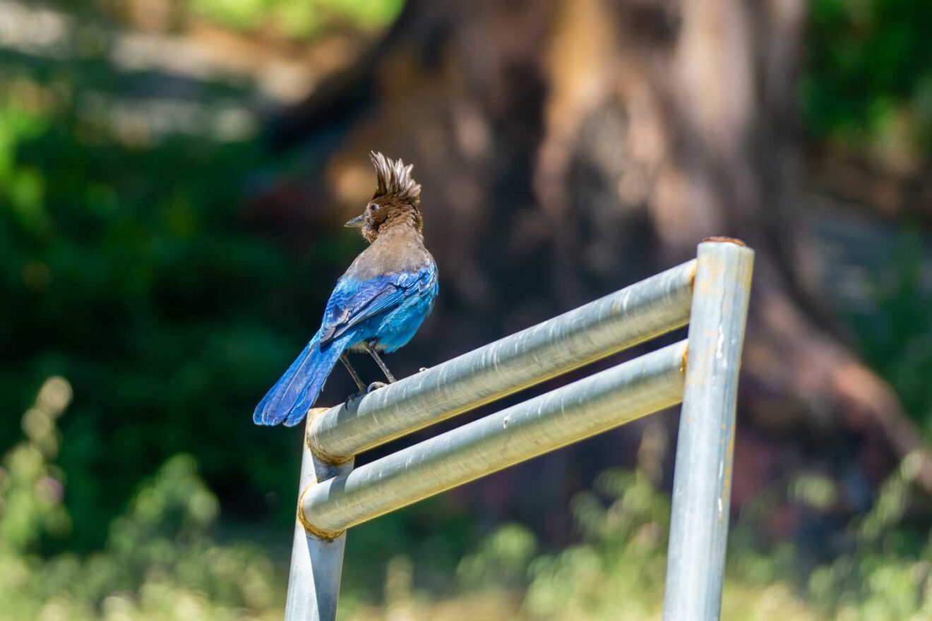 This Bird is Not the Only Crested Jay West of the Rocky Mountains ...