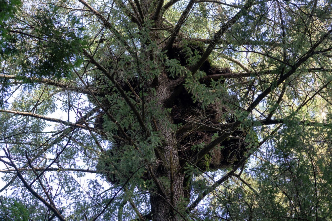 Witch's Broom in Trees: Dense Clump of Leaves and Branches - Geography ...