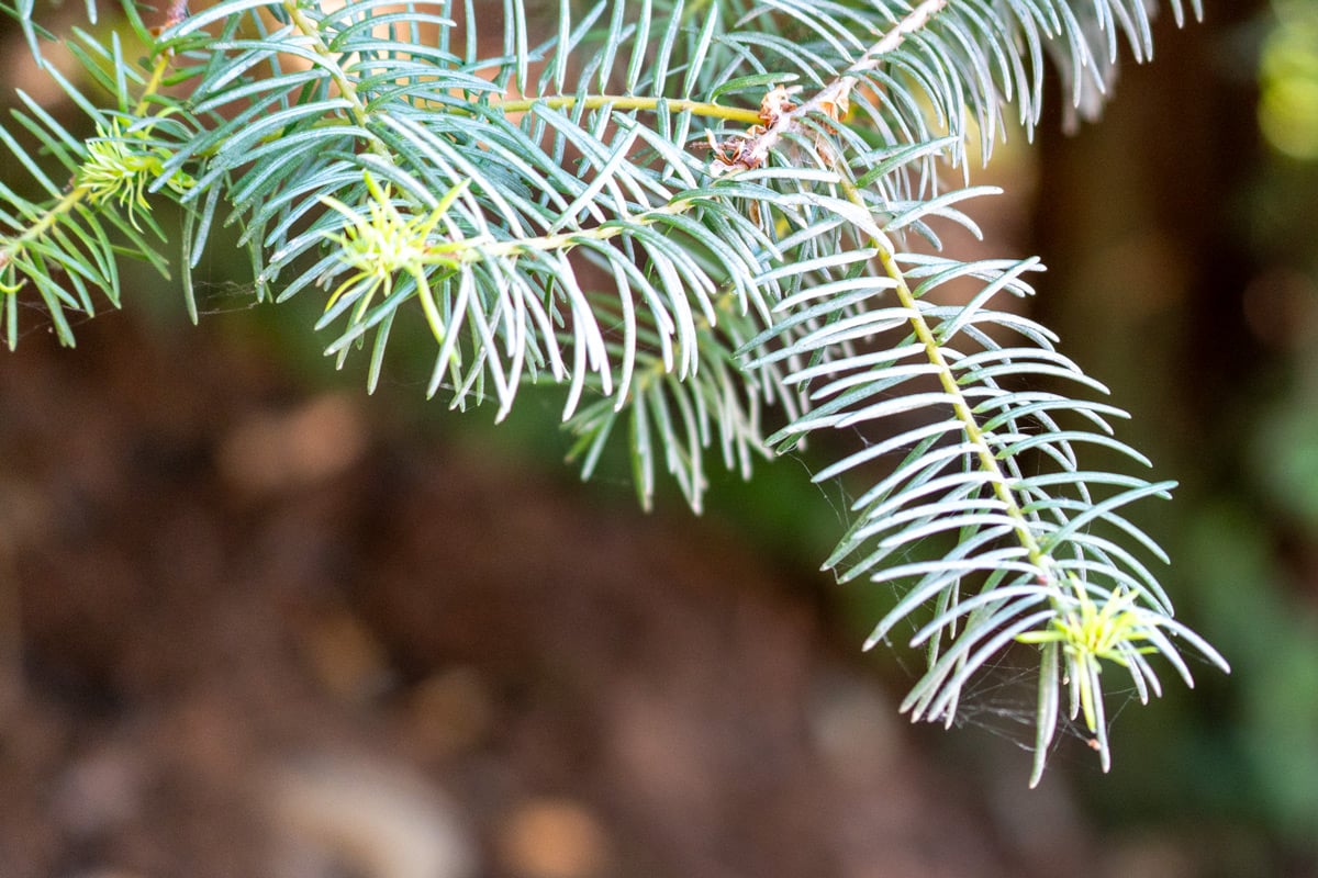 Differences Between Coastal Redwood and Douglas Fir Trees - Geography Realm