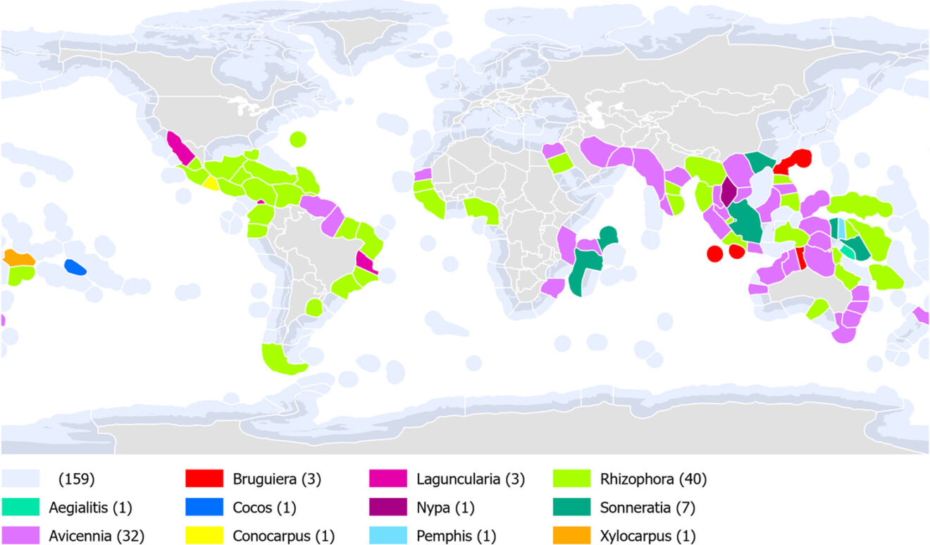 How Mapping Mangrove Species Can Help With Coastal Erosion Mitigation ...